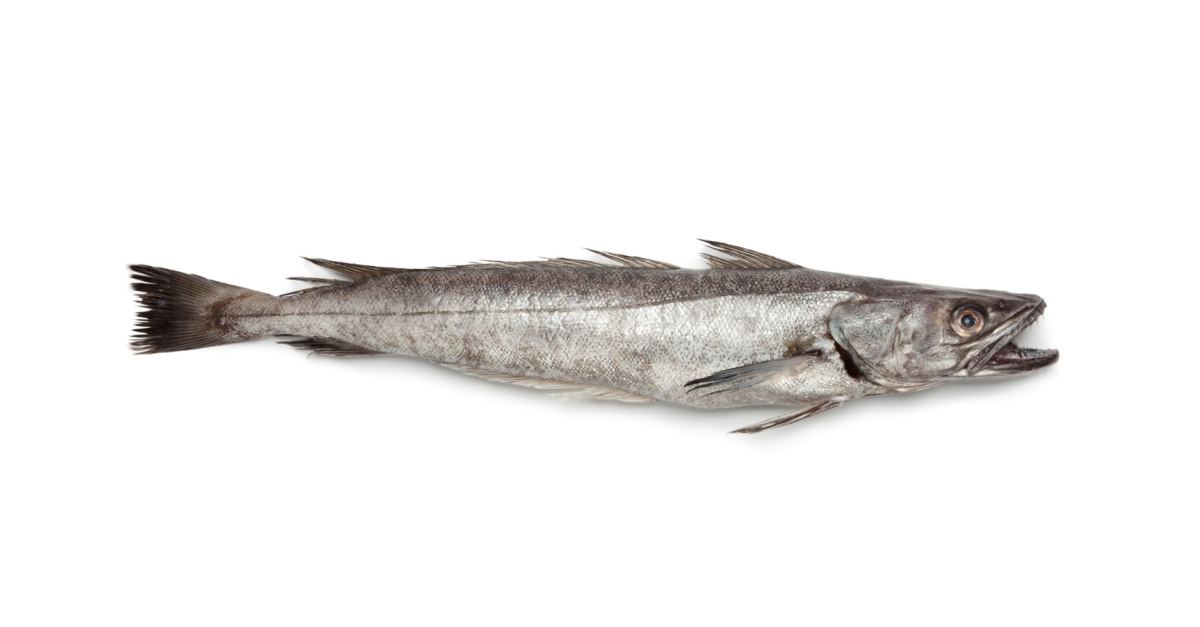 Merlu | Guide des espèces